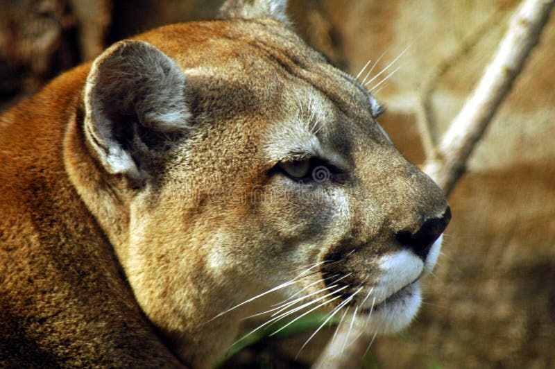 Puma de chasse image stock. Image du fond, inde, beauté - 2242971