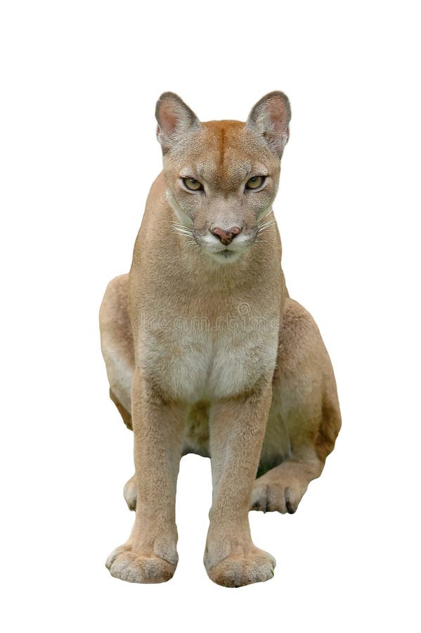 Puma stock image. Image of grey, wildlife, feline, portrait - 29754961