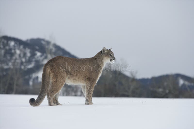 Puma or Mountain Lion, Puma Concolor Stock Photo - Image of lion ...