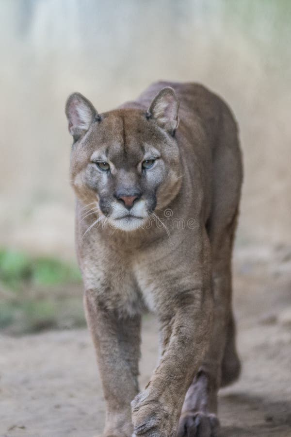 Portrait of Puma Concolor Approaching Stock Image - Image of panther ...