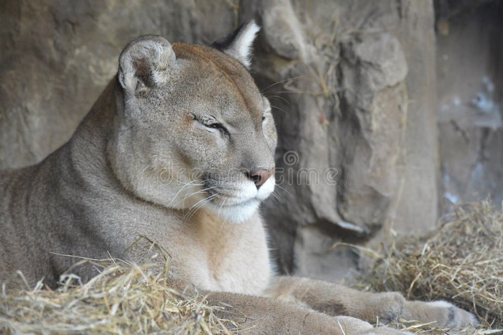 Puma stock image. Image of attraction, backdrop, adventure - 81464945