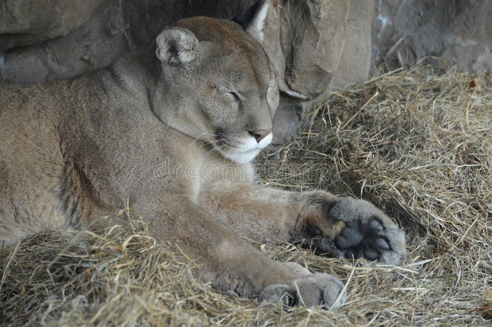 Puma stock photo. Image of backdrop, bottom, expression - 81473276