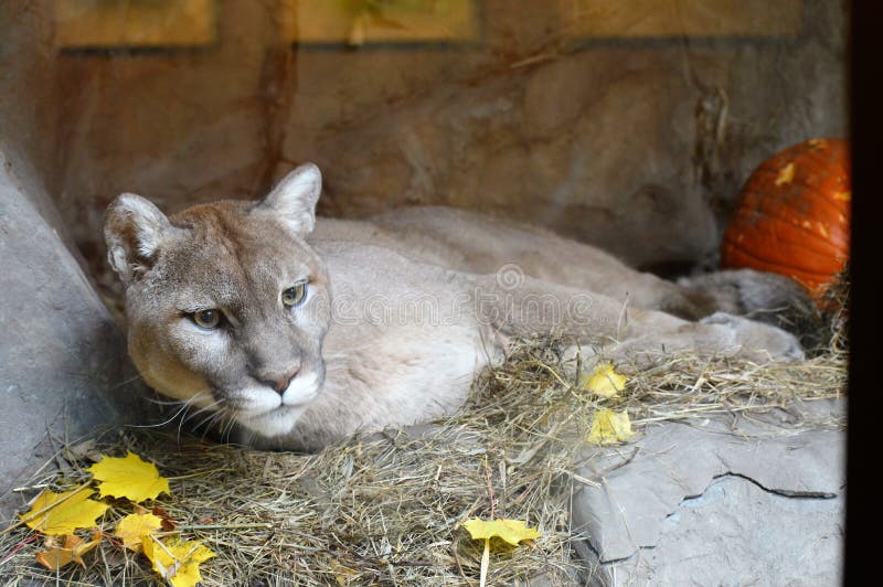Puma stock photo. Image of fall, calm, adorable, adventure - 81783044