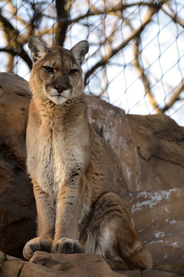 Puma stock photo. Image of edge, color, natural, focused - 80557886