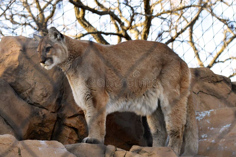 Puma stock image. Image of expression, cute, adorable - 81914155