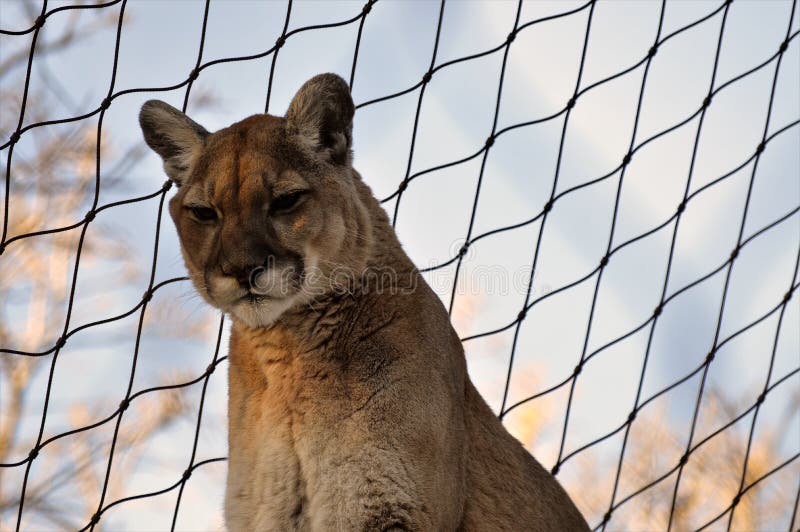 Puma stock image. Image of laying, adorable, detail, expression - 81918727