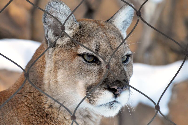 Puma stock photo. Image of curious, nature, adorable - 83363296