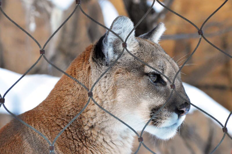 Puma stock photo. Image of personality, panther, backdrop - 83363778