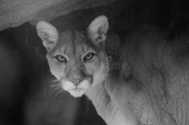 Puma stock image. Image of eyes, close, center, fierce - 89401327