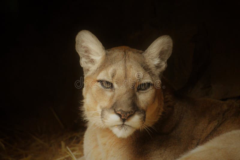 Puma stock photo. Image of explore, backdrop, lion, gaze - 89402414