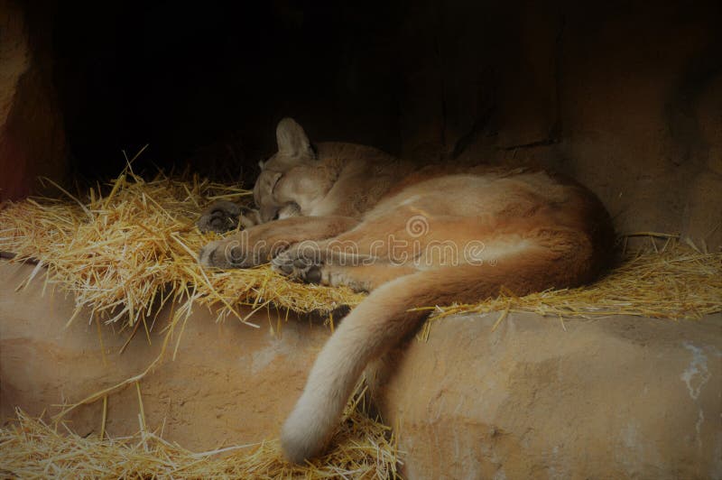 Puma stock photo. Image of brown, backdrop, cougar, center - 89403998