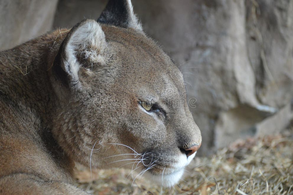 Puma stock image. Image of backdrop, life, fierce, face - 89996167