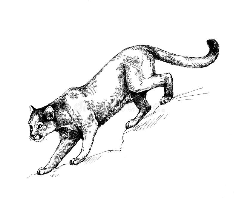 Puma Panther Wild Cats Illustration Stock Illustration - Illustration ...