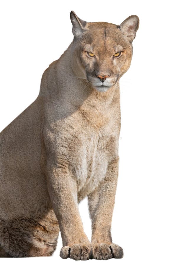 Two Puma Portrait Isolated on White Background Stock Image - Image of ...