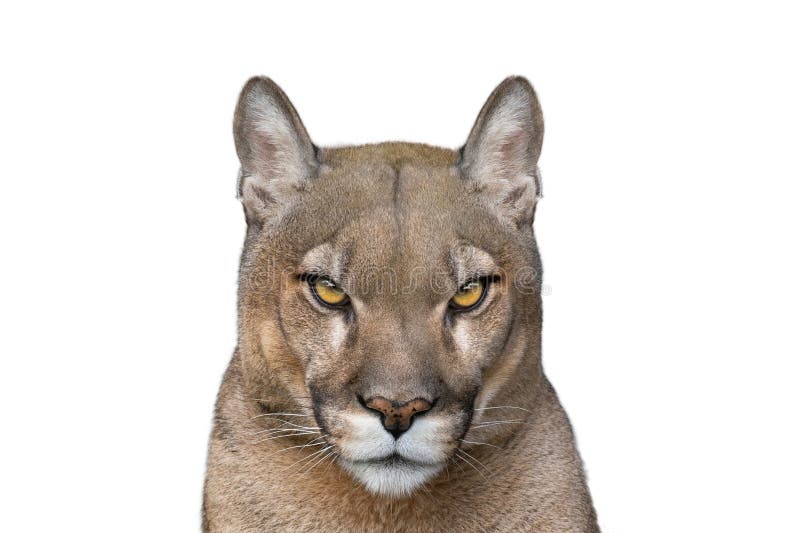 Puma Isolated on White Background Stock Photo - Image of puma, fauna ...