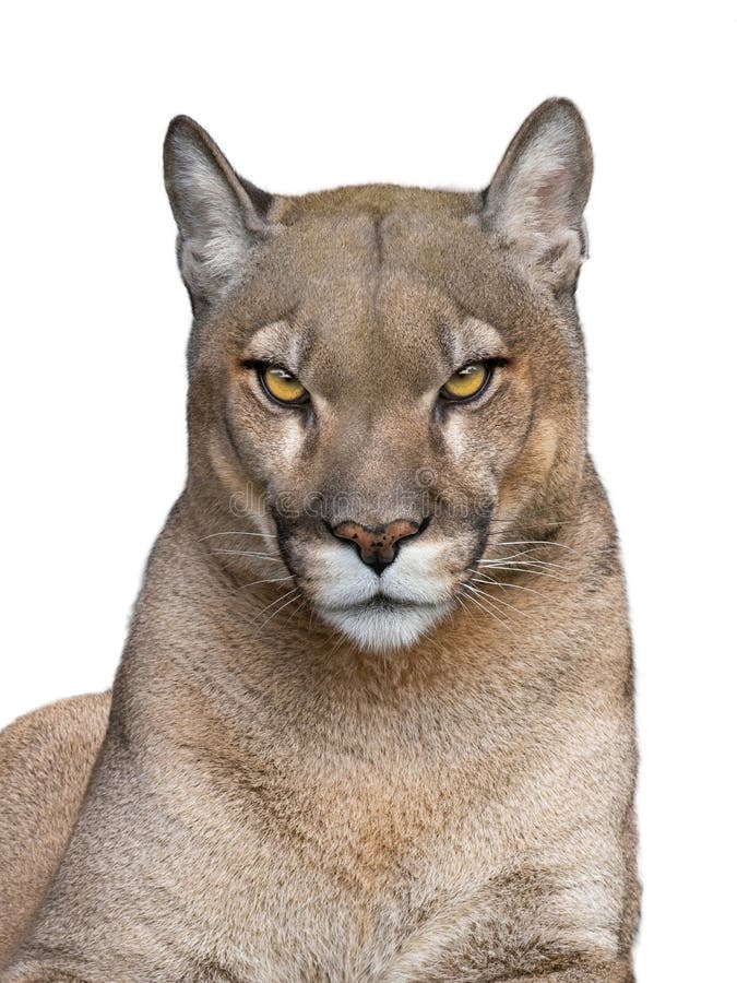 Puma Isolated on White Background Stock Photo - Image of puma, fauna ...