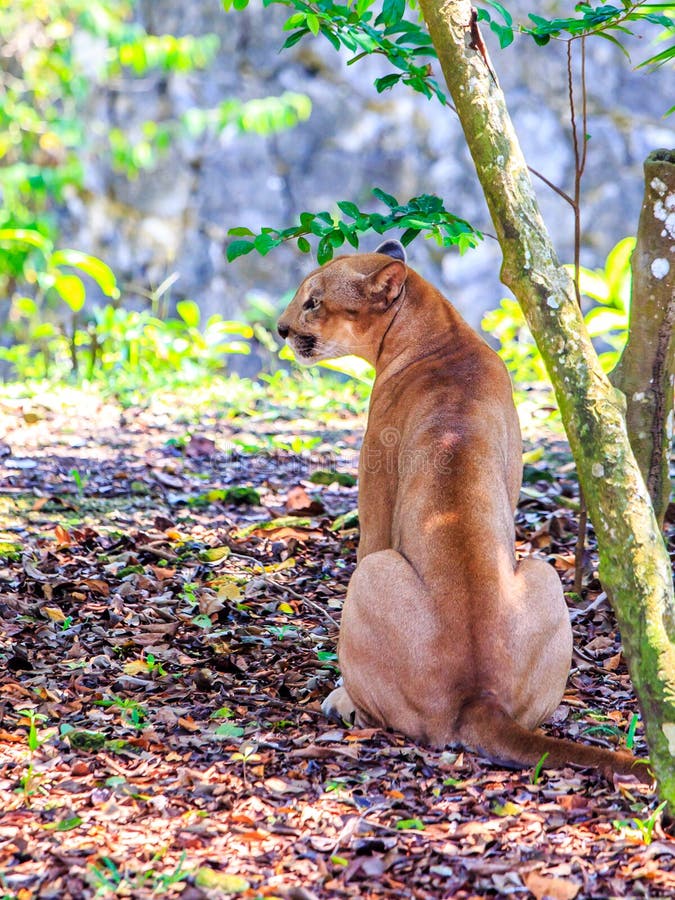 Puma portrait stock image. Image of roar, back, flora - 44258999
