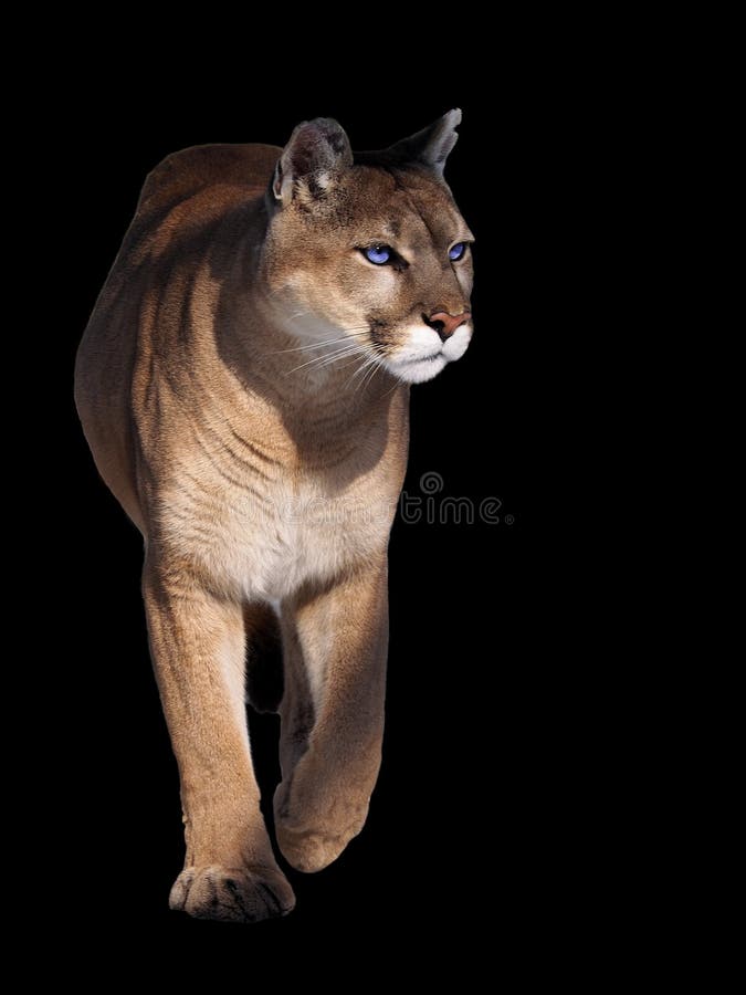 Puma preto imagem de stock. Imagem de leão, sumário, força - 5691299