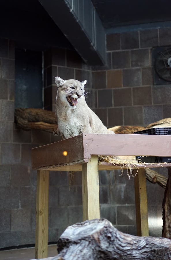Rugido del puma imagen de archivo. Imagen de recorrido - 47832887
