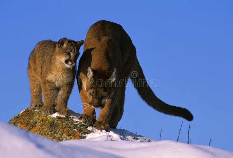 Puma Que Ensina a Seu Cub Como Caçar Imagem de Stock - Imagem de ...