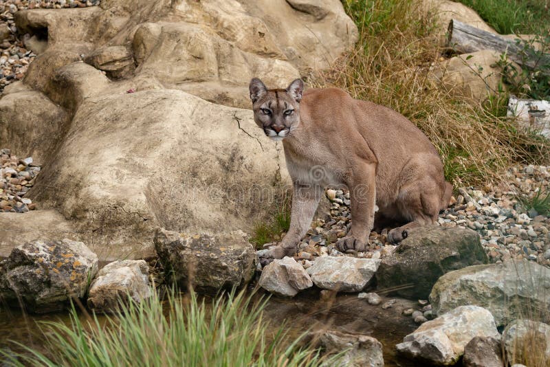 Puma Que Se Sienta En Rocas Foto de archivo - Imagen de puma, sentada ...