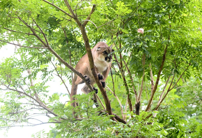 Puma, Concolor Del Puma, Subiendo En El árbol, En El Hábitat De La ...