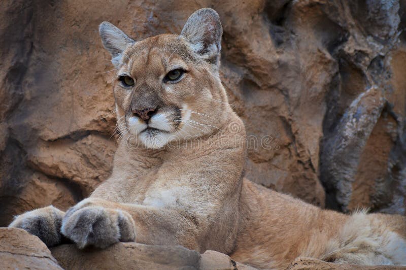 Puma stock image. Image of color, nose, lion, mountain - 78165605