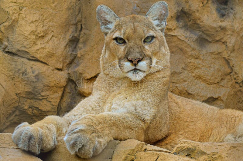 Puma stock photo. Image of mountain, looking, face, expression - 78169360