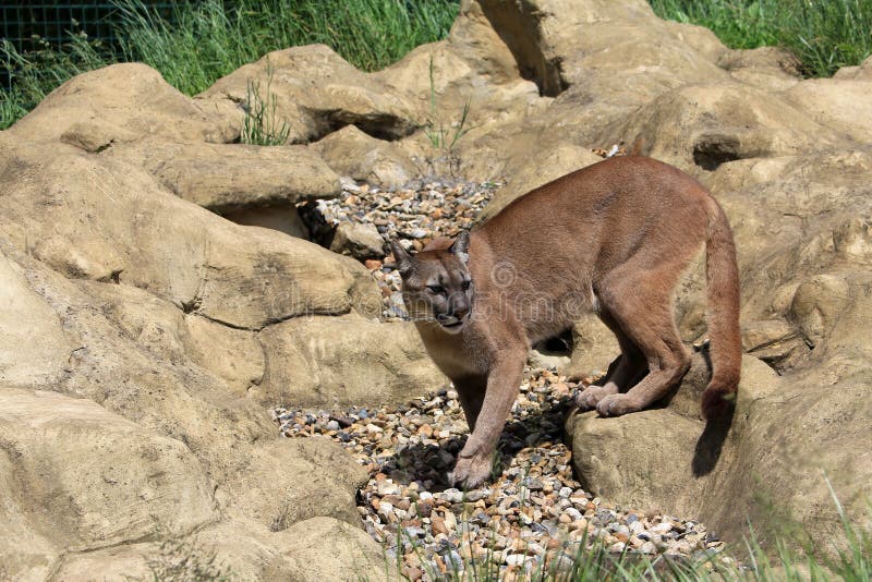 Puma stock image. Image of protected, endangered, cats - 57704171
