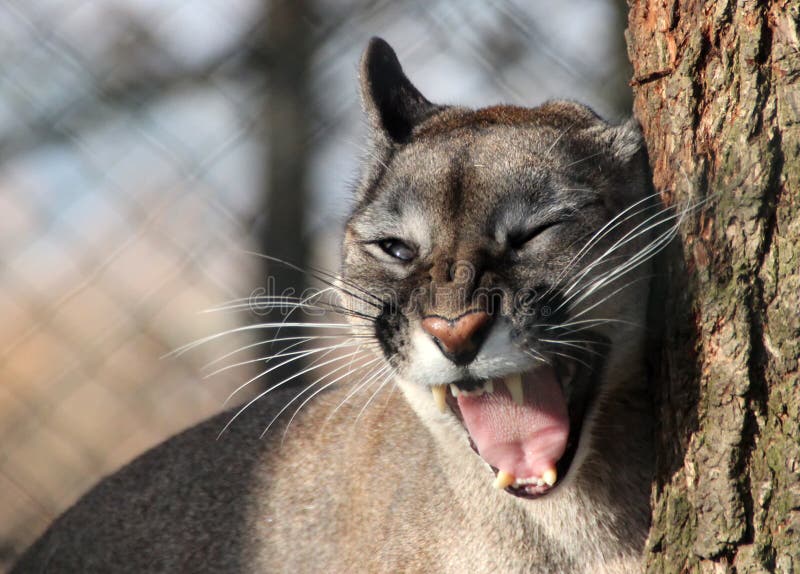 The screaming tree stock photo. Image of holes, gothic - 139479194