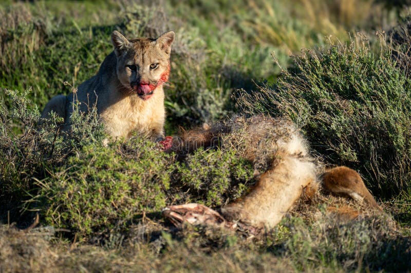 Puma Sits by Guanaco Carcase Licking Lips Stock Photo - Image of mammal ...