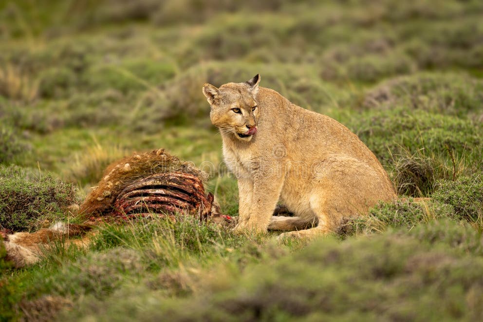 Puma Sits by Guanaco Kill Looking Round Stock Image - Image of guanaco ...