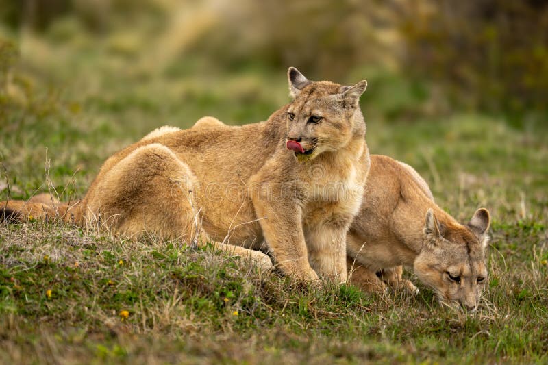 Puma Sits Licking Lips while Another Drinks Stock Photo - Image of ...