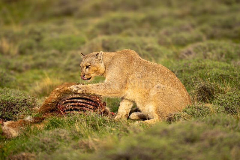 Puma Sits Licking Lips and Pawing Kill Stock Photo - Image of kill ...