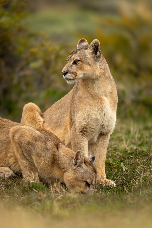 Puma Sits in Scrubland by Another Drinking Stock Photo - Image of ...
