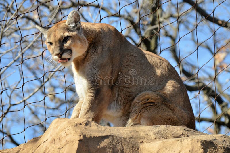 Puma stock photo. Image of fierce, backdrop, expression - 80550712