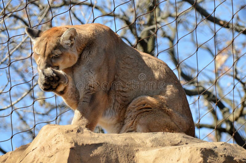 Puma Sitting on Rocks stock photo. Image of cougar, prowling - 26421050