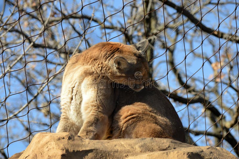 Puma stock photo. Image of focused, color, explore, calm - 80551004