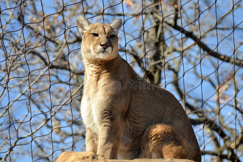 Puma stock image. Image of blue, curious, adventure, cougar - 80551405