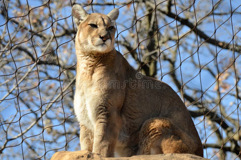 Puma stock image. Image of attraction, blue, nature, detail - 80551607