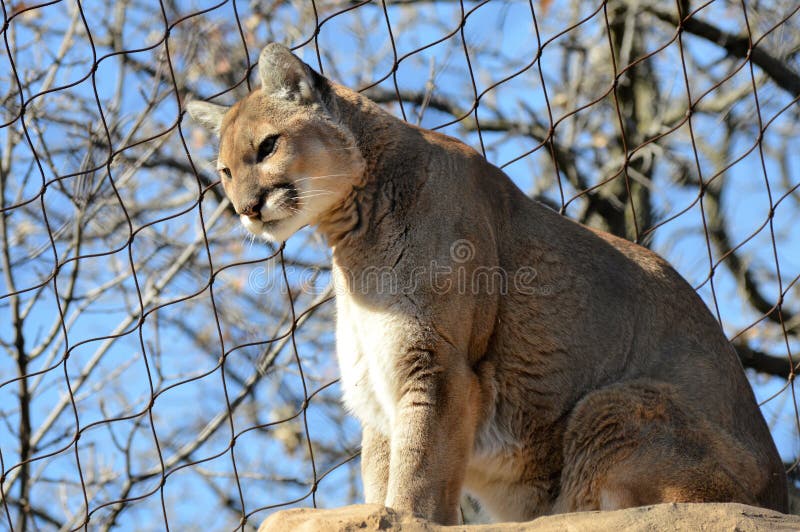 Puma Sitting on Rocks stock photo. Image of cougar, prowling - 26421050