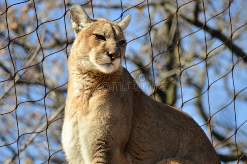 Puma stock image. Image of eyes, close, bottom, nature - 80552245