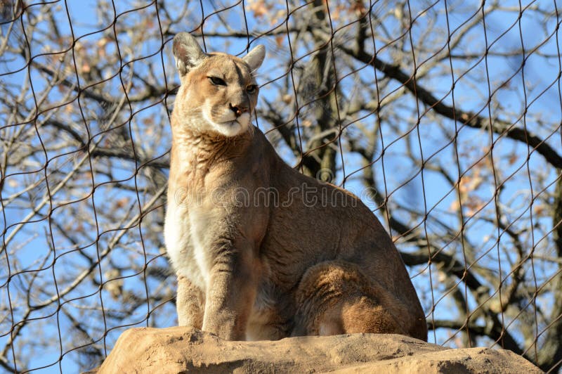 Puma stock image. Image of close, looking, calm, adult - 80552995