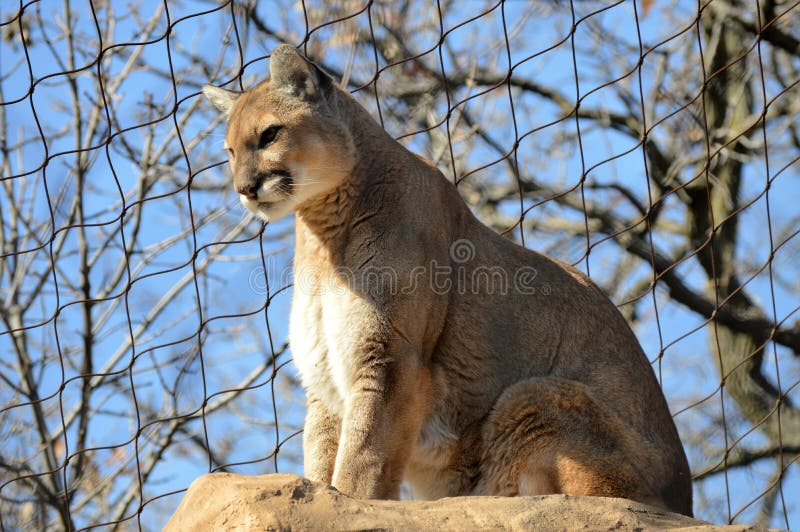 299 Puma Sitting Stock Photos - Free & Royalty-Free Stock Photos from ...