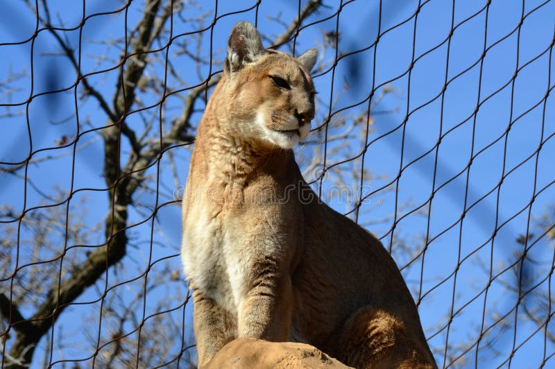 Puma stock photo. Image of close, edge, park, black, mountain - 80553722