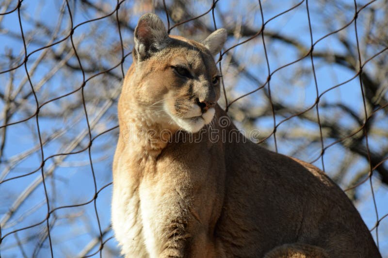 299 Puma Sitting Stock Photos - Free & Royalty-Free Stock Photos from ...