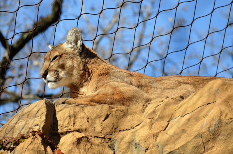 Puma stock photo. Image of looking, explore, green, adult - 80554594