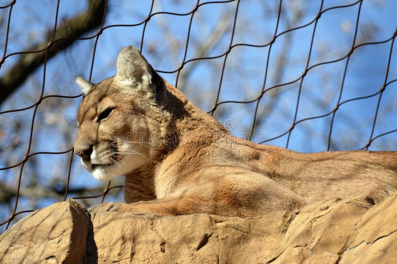 Puma stock image. Image of black, gray, eyes, expression - 80554769