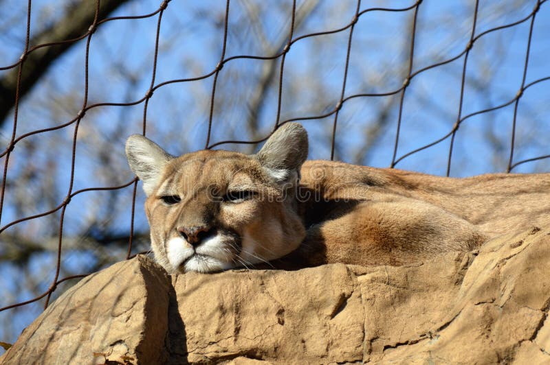 299 Puma Sitting Stock Photos - Free & Royalty-Free Stock Photos from ...