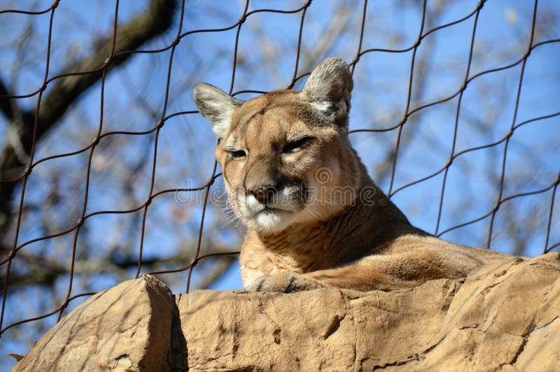 299 Puma Sitting Stock Photos - Free & Royalty-Free Stock Photos from ...